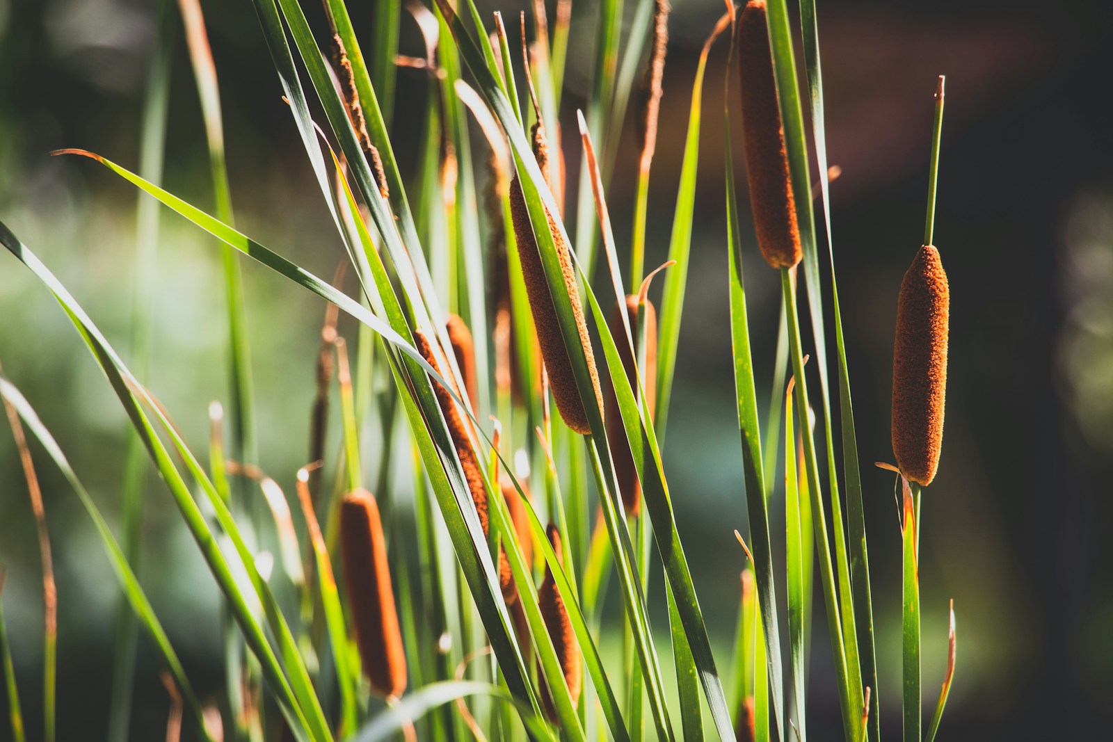 How to Find Clean Water in the Wild: A Beginner's Guide - Outdoor ...